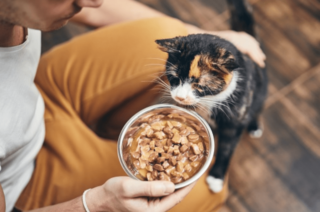 ¿Qué tipos de comida para gatos existen y cuál es el mejor? | TodoAventuras